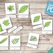 PLANT LEAVES • 32 Editable Montessori Cards • Flash Cards Nomenclature ...