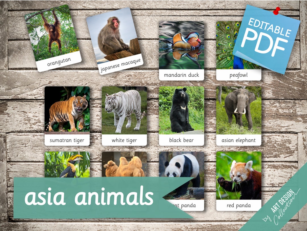 ASIA ANIMALS 32 Editable Montessori Cards Flash Cards Nomenclature ...