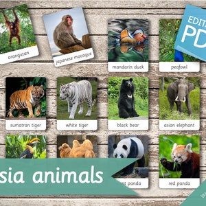 ASIA ANIMALS • 32 Editable Montessori Cards • Flash Cards Nomenclature ...