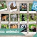 ASIA ANIMALS • 32 Editable Montessori Cards • Flash Cards Nomenclature ...