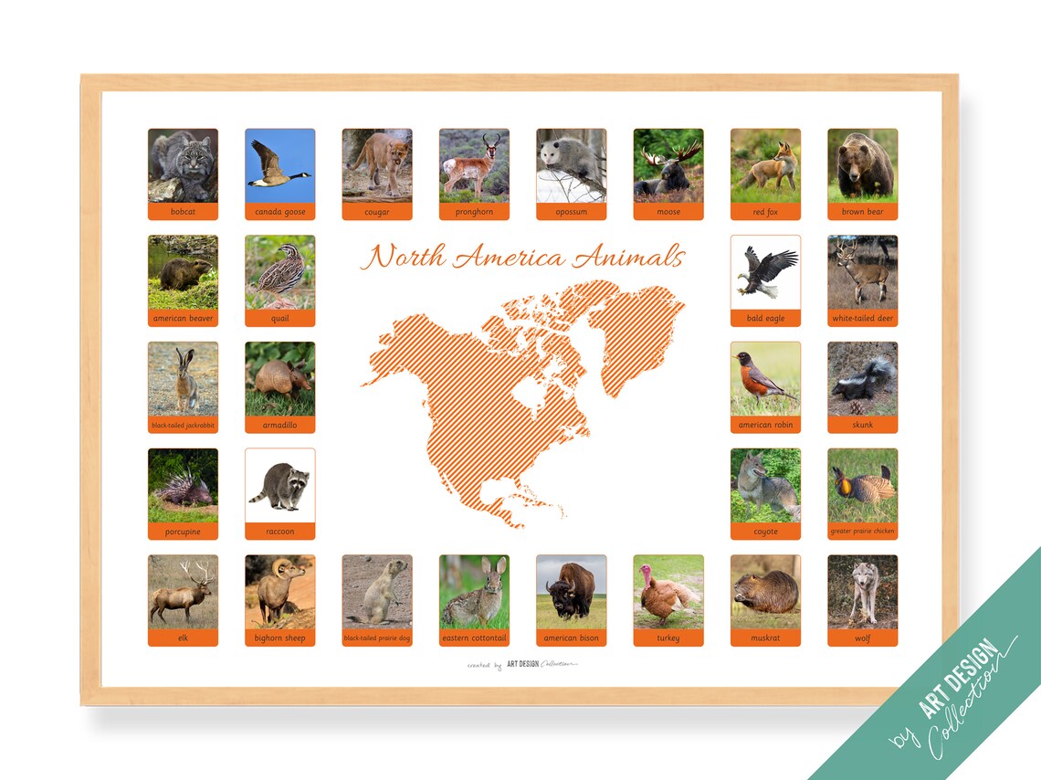 NORTH AMERICA ANIMALS Poster Montessori Poster Montessori | Etsy