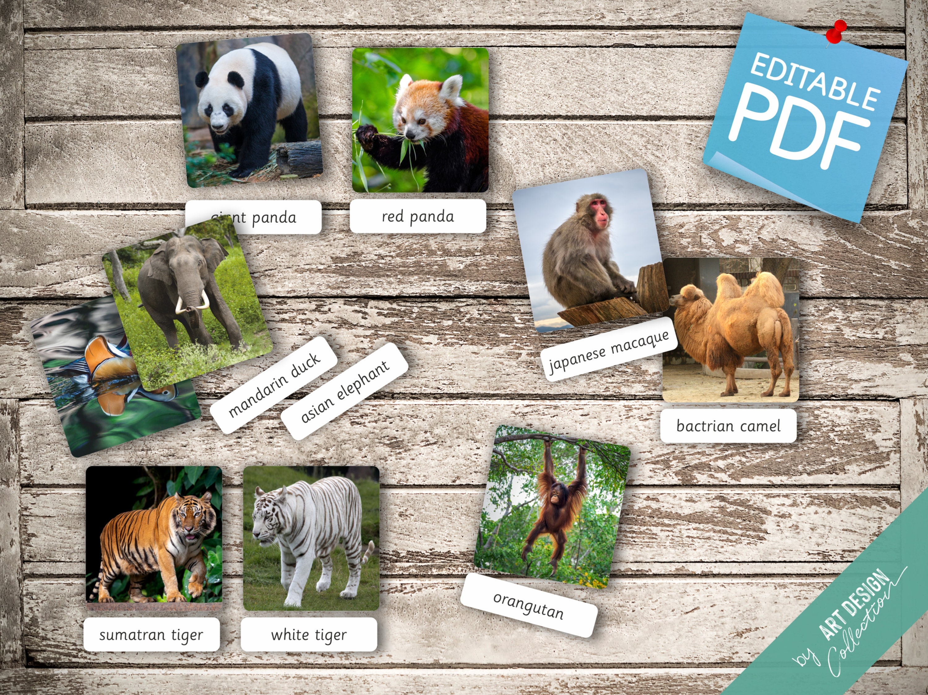 ASIA ANIMALS 32 Editable Montessori Cards Flash Cards | Etsy