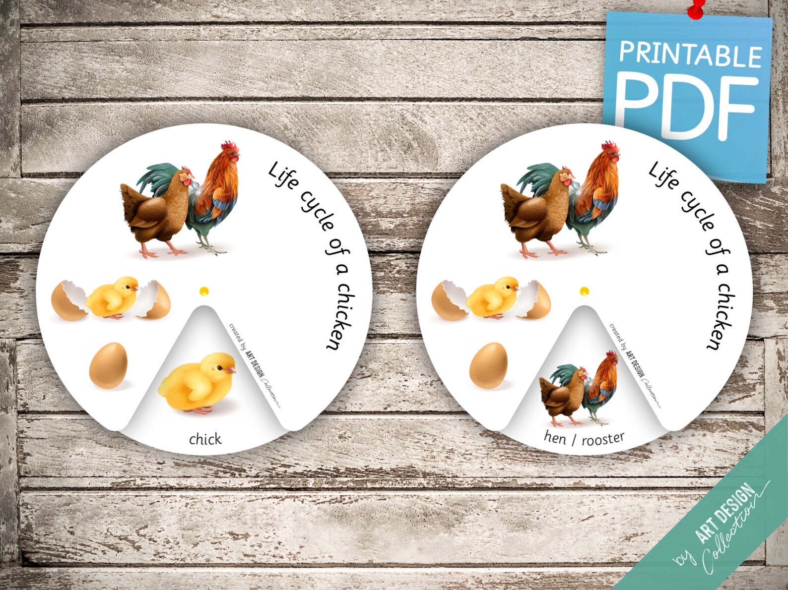 LIFE CYCLE of a CHICKEN Wheel Montessori Busy Book Activity - Etsy