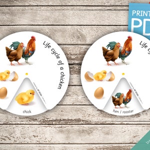 LIFE CYCLE of a CHICKEN Wheel • Montessori Busy Book Activity ...