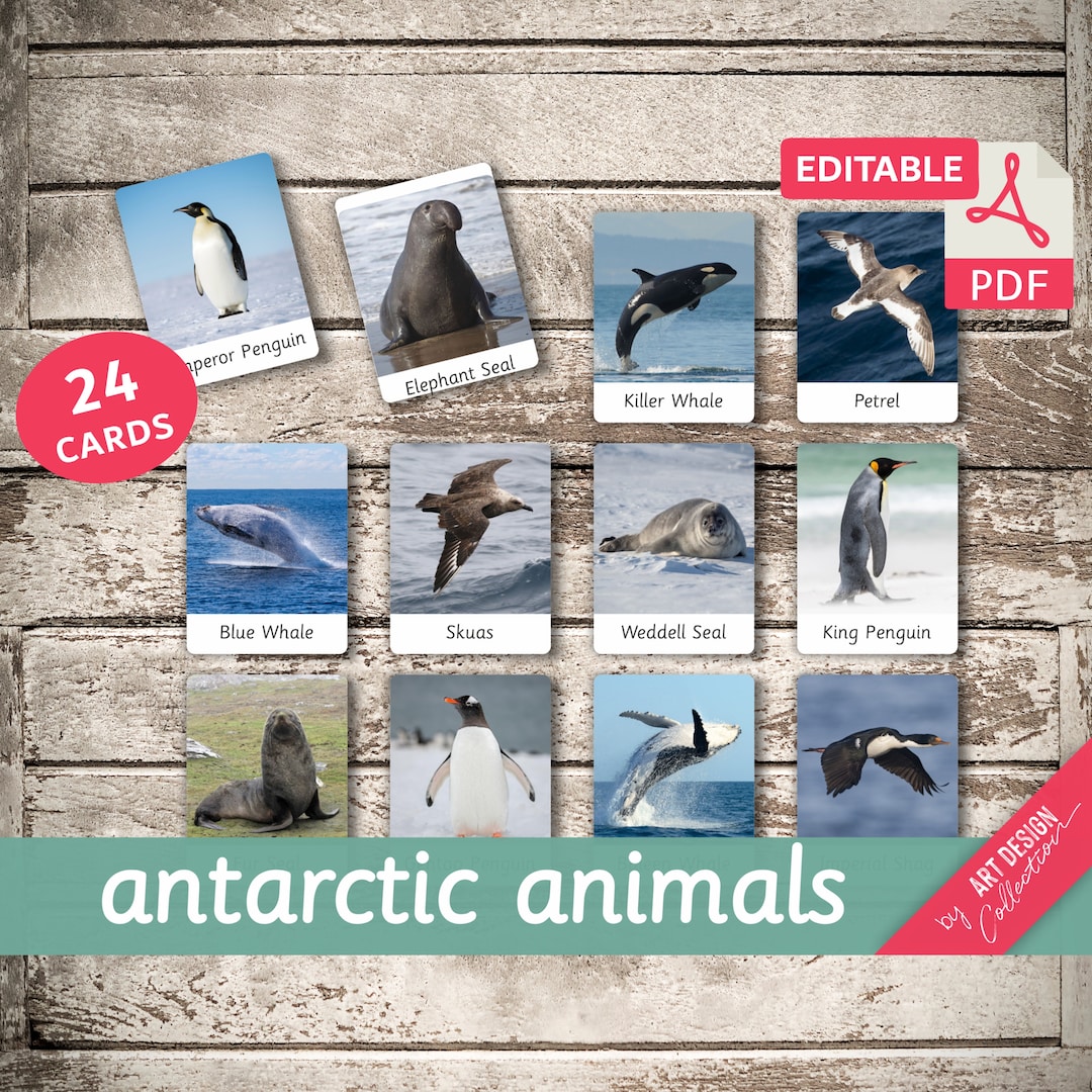 ANTARCTIC ANIMALS • 24 Editable Montessori Cards • Flash Cards ...