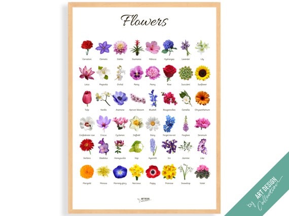FLOWERS POSTER Montessori Poster Montessori Educational | Etsy