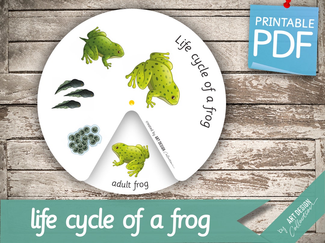 LIFE CYCLE of a FROG Wheel • Montessori Busy Book Activity Nomenclature ...