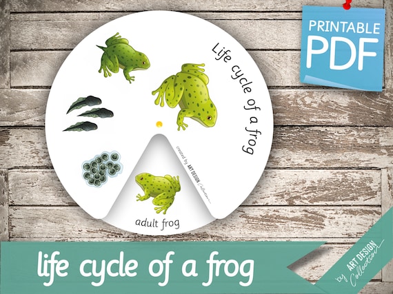 LIFE CYCLE of a FROG Wheel Montessori Busy Book Activity | Etsy Canada