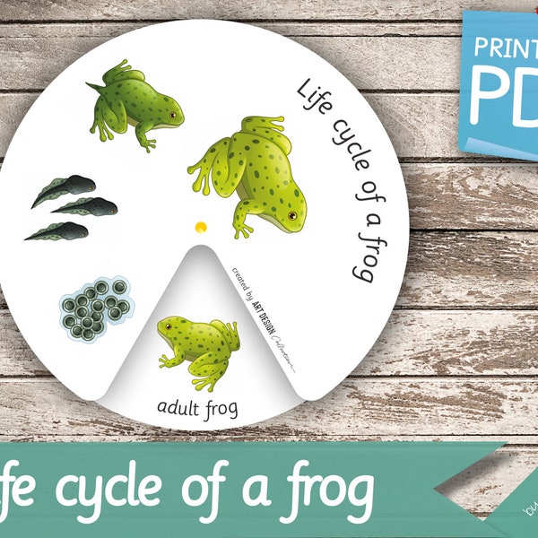 Frog Life Cycle - Etsy