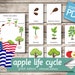 APPLE LIFE CYCLE Greek Edition 10 Greek and 10 English Editable ...
