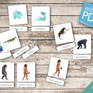 HUMAN EVOLUTION • 15 Montessori Cards • Flash Cards Nomenclature ...
