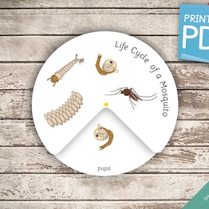 LIFE CYCLE of a MOSQUITO Wheel • Montessori Busy Book Activity ...