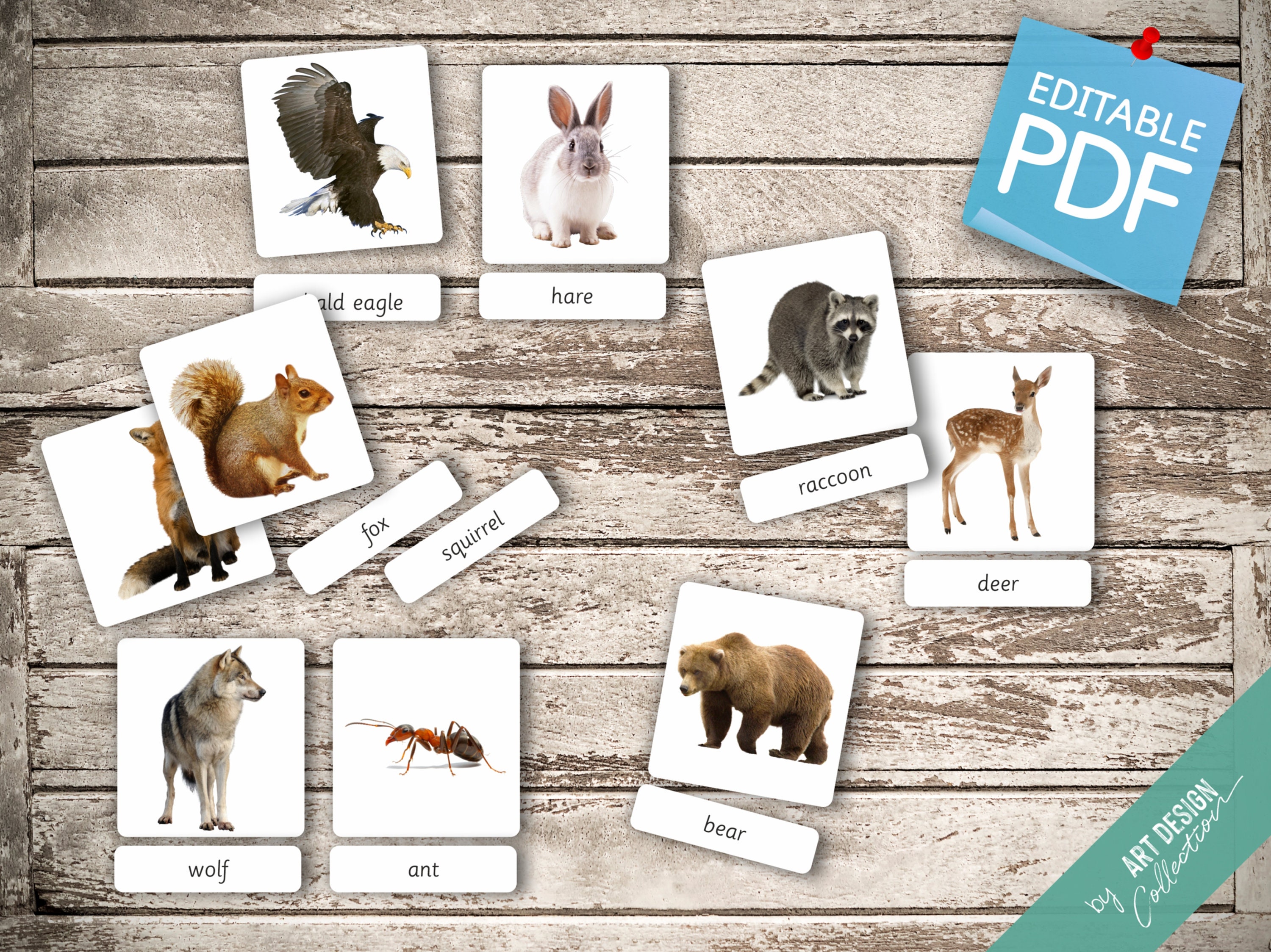 FOREST ANIMALS real Pictures 22 Editable Montessori Cards - Etsy