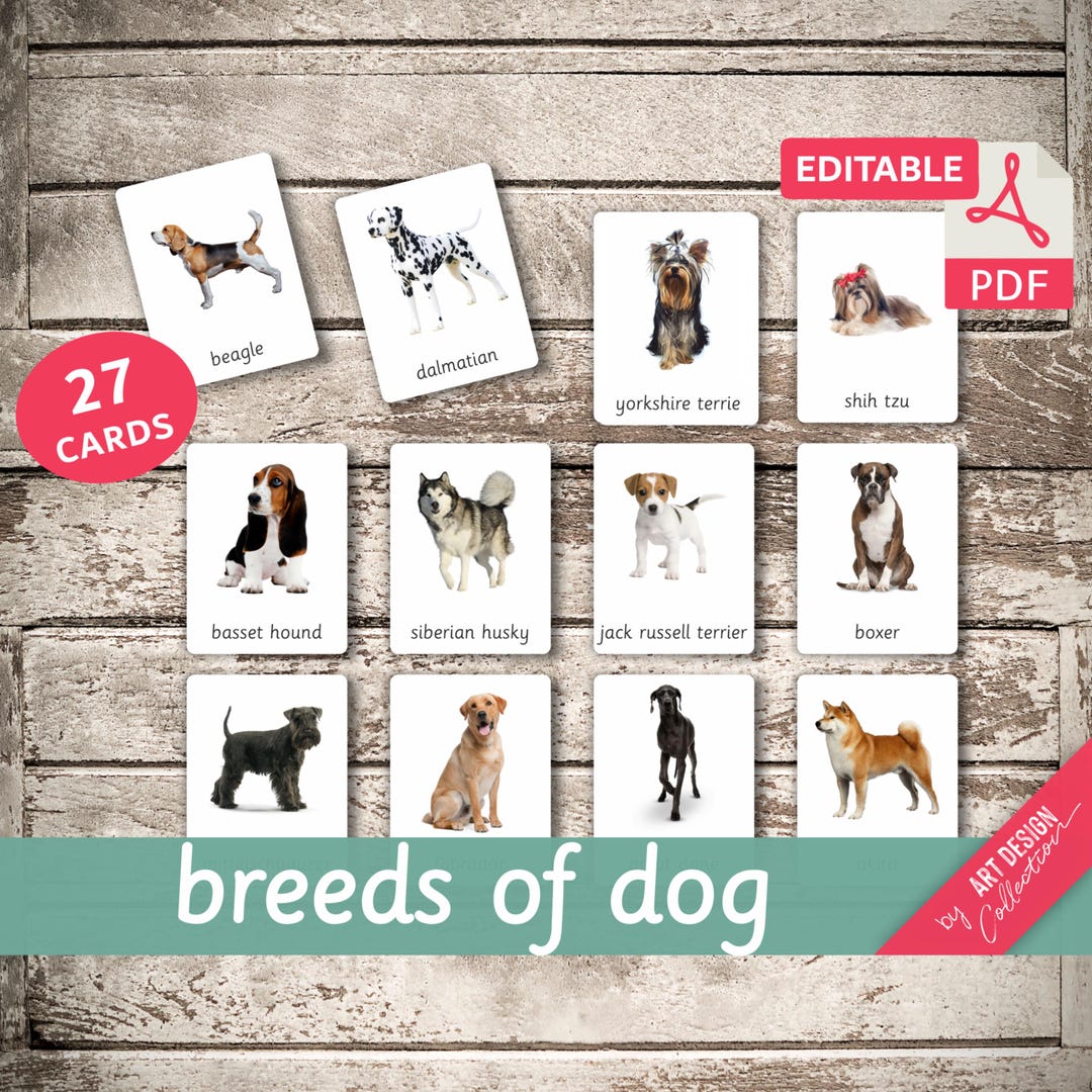 BREEDS OF DOG (real Pictures) • 27 Editable Montessori Cards • Flash ...