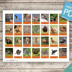 WORLD ANIMALS BOOK • 7 Printable Cards 17" X 11" • 196 Animals Cards ...