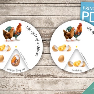 LIFE CYCLE of a CHICKEN Wheel • Montessori Busy Book Activity ...