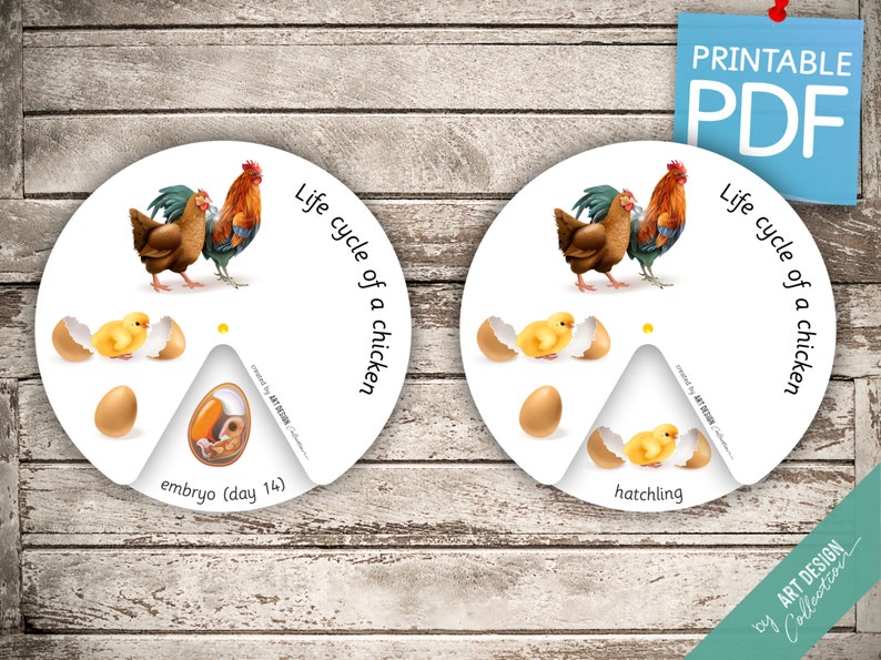 LIFE CYCLE of a CHICKEN Wheel Montessori Busy Book Activity - Etsy