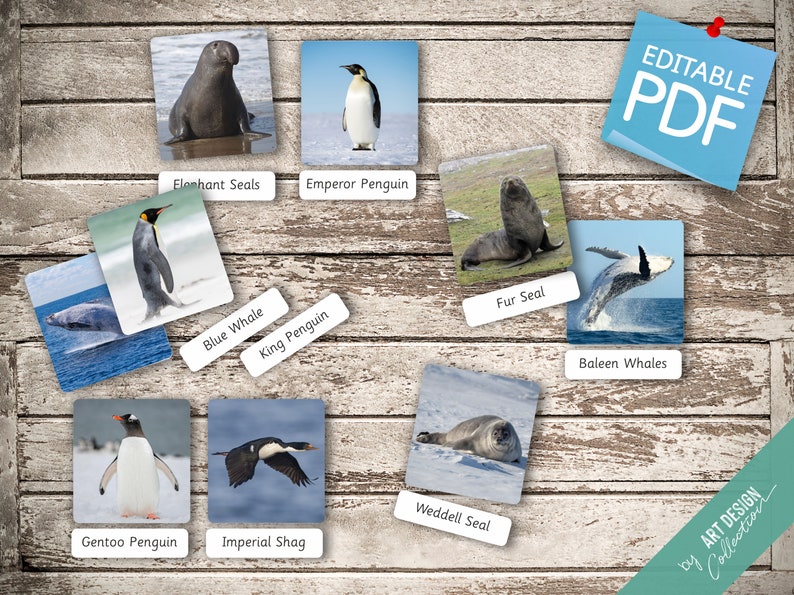 ANTARCTIC ANIMALS 24 Editable Montessori Cards Flash Cards - Etsy