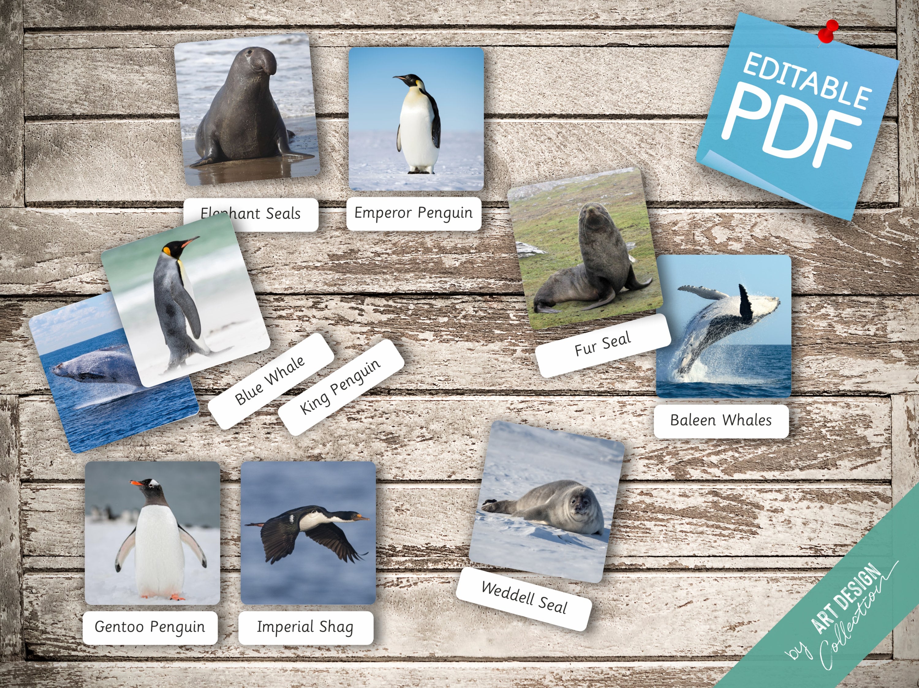 ANTARCTIC ANIMALS • 24 Editable Montessori Cards • Flash Cards ...