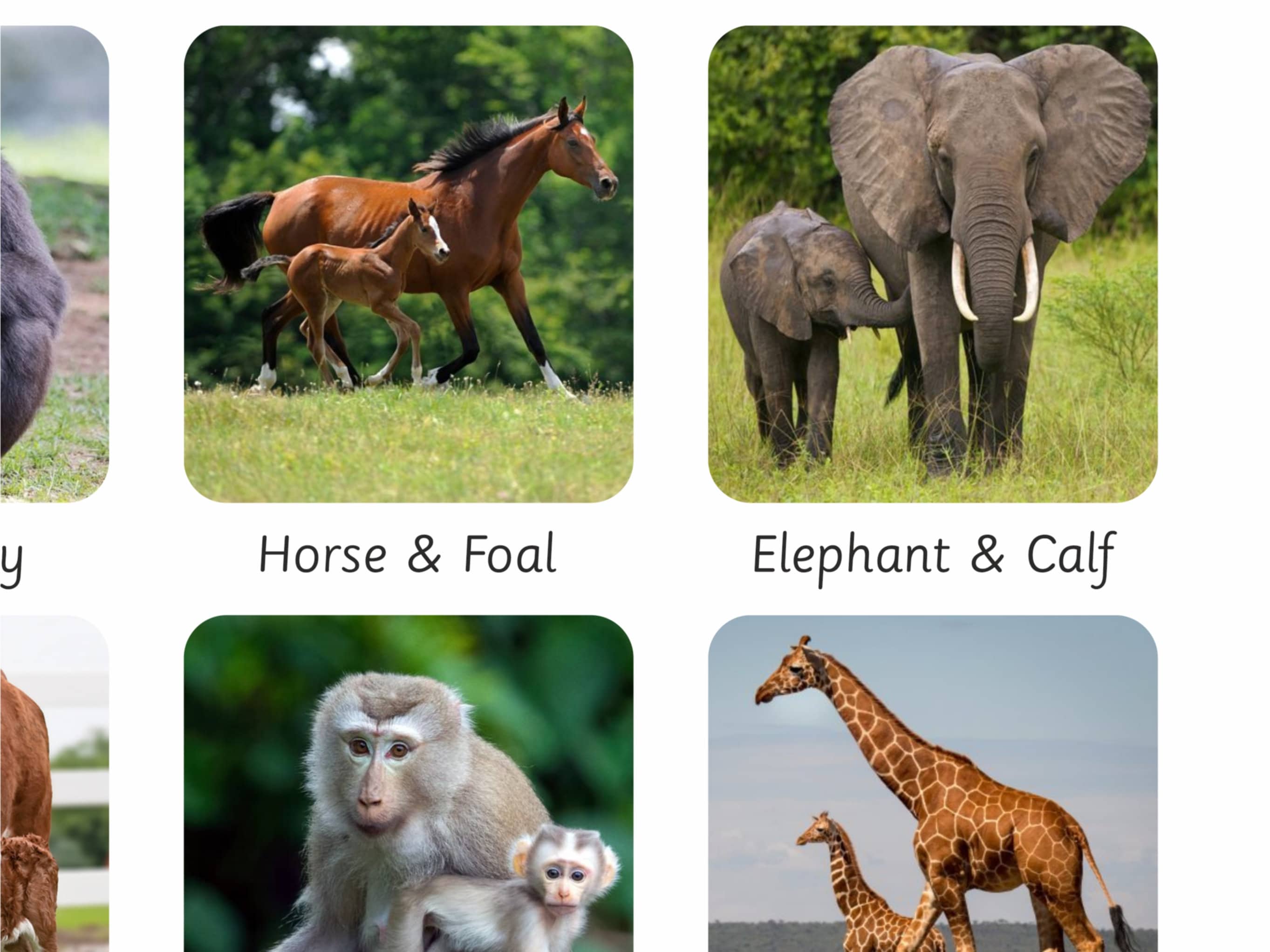 ANIMALS & BABIES POSTER • Montessori Poster • Montessori Educational ...
