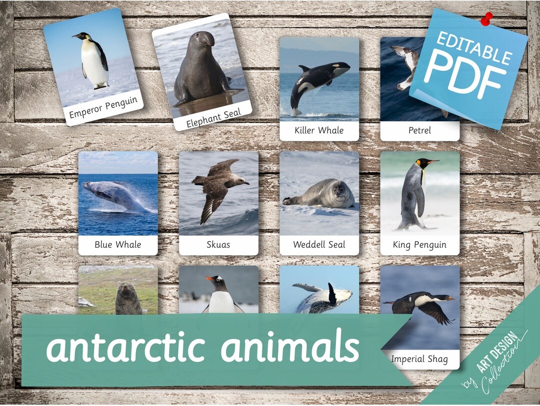 ANTARCTIC ANIMALS 24 Editable Montessori Cards Flash Cards Nomenclature ...