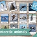 ANTARCTIC ANIMALS 24 Editable Montessori Cards Flash Cards | Etsy