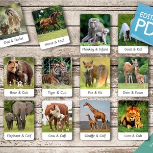 ANIMALS' BABIES • 108 Editable Montessori Cards • Flash Cards ...
