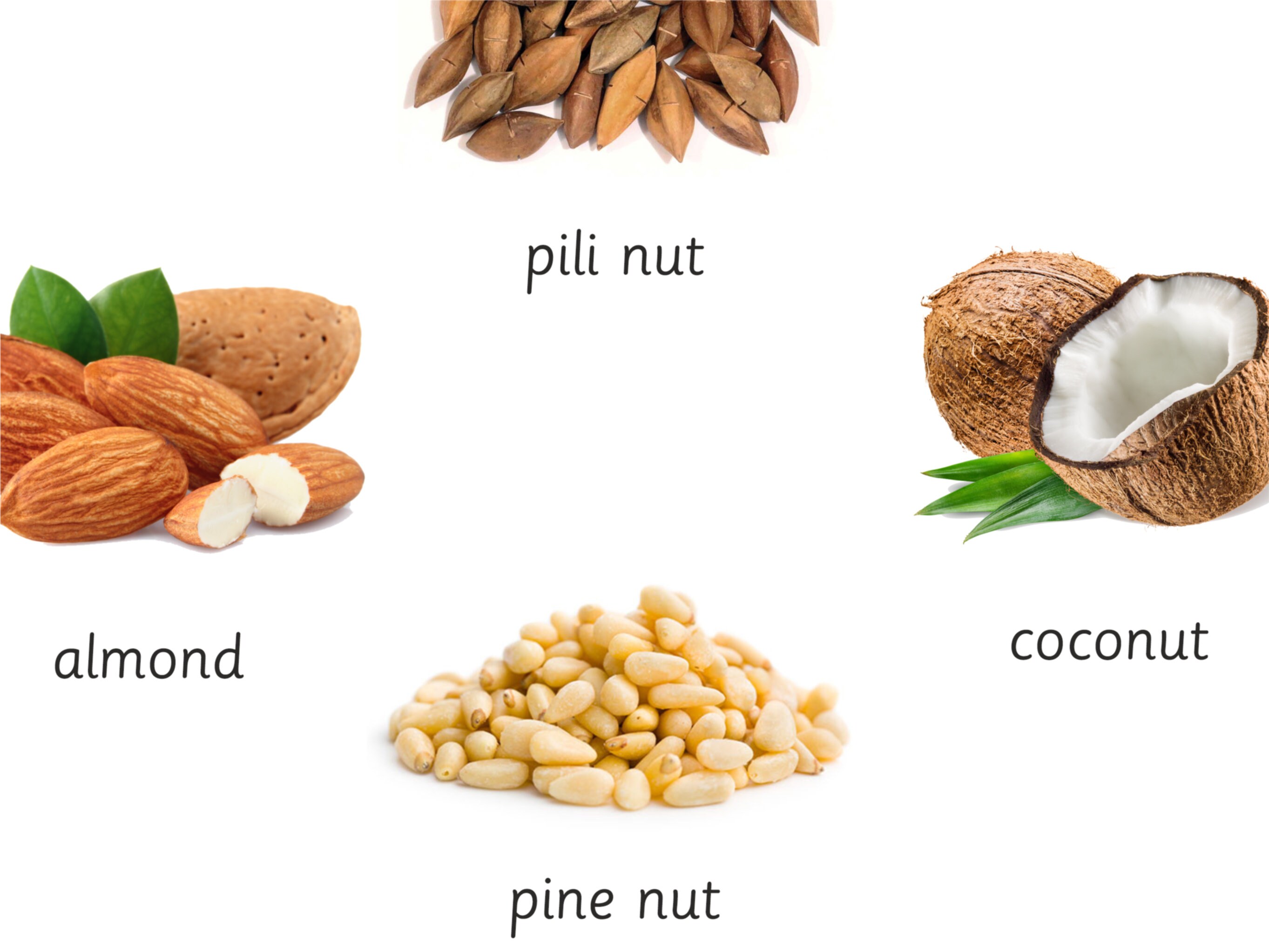 NUTS POSTER • Montessori Poster • Montessori Educational Homeschooling ...