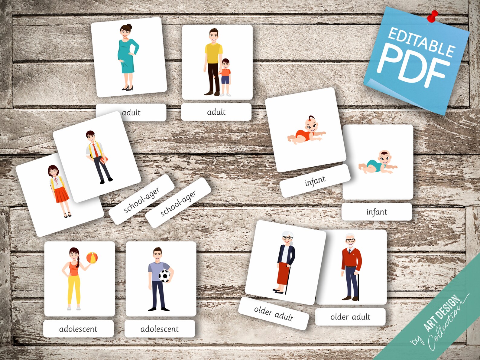 STAGES of HUMAN LIFE 22 Montessori Cards Flash Cards Nomenclature ...