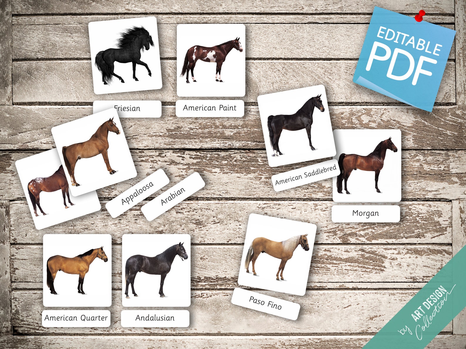 HORSES • 28 Editable Montessori Cards • Flash Cards Nomenclature ...