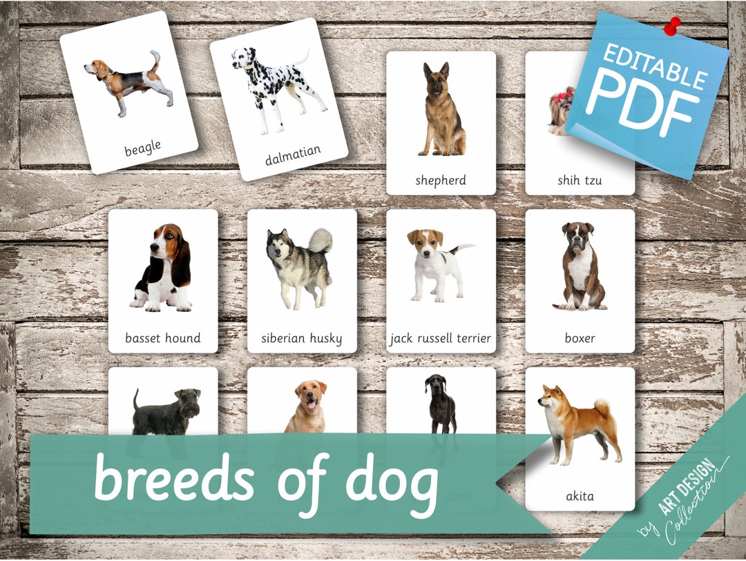 RAZAS DE PERROS fotos reales 26 Tarjetas Montessori - Etsy España
