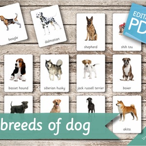 BREEDS OF DOG (real Pictures) • 27 Editable Montessori Cards • Flash ...