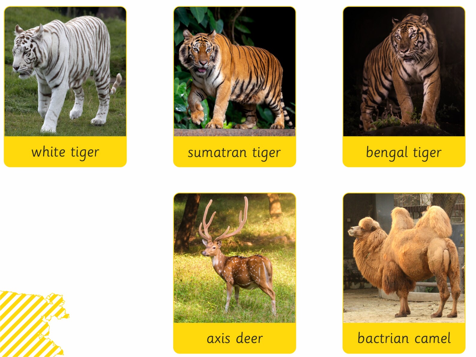 ASIA ANIMALS Poster Montessori Poster Montessori Educational ...