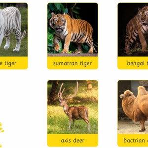 ASIA ANIMALS Poster • Montessori Poster • Montessori Educational ...