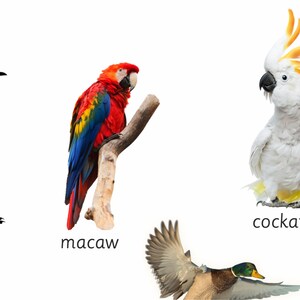 BIRDS POSTER • Montessori Poster • Montessori Educational Homeschooling ...