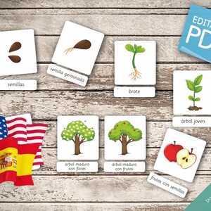 APPLE LIFE CYCLE Spanish Edition • 10 Spanish and 10 English Editable ...