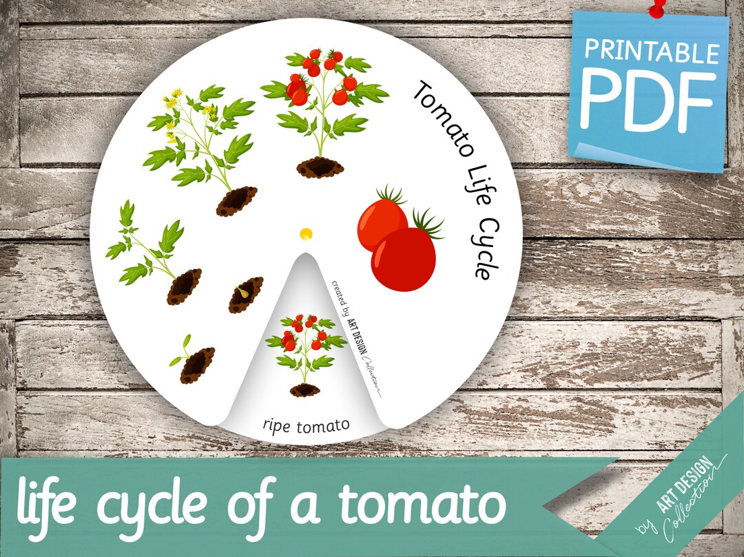 LIFE CYCLE of a TOMATO Wheel • Montessori Busy Book Activity ...
