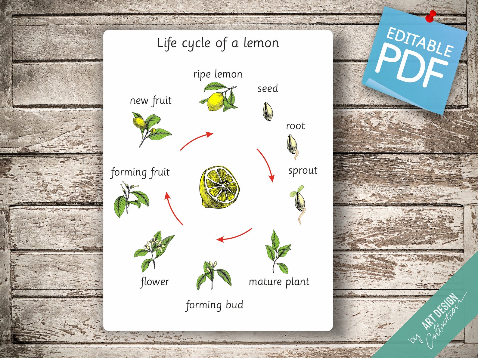 LIFE CYCLE of a LEMON 10 Editable Montessori Cards Flash Cards ...