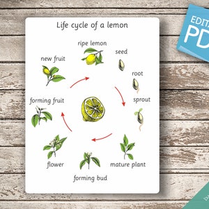 LIFE CYCLE of a LEMON • 10 Editable Montessori Cards • Flash Cards ...