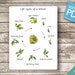 LIFE CYCLE of a LEMON 10 Editable Montessori Cards Flash Cards ...