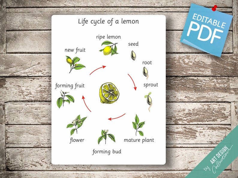 LIFE CYCLE of a LEMON 10 Editable Montessori Cards Flash | Etsy