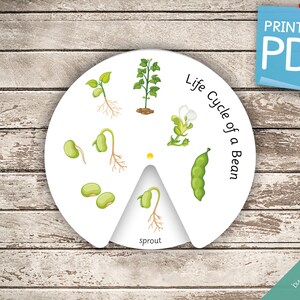LIFE CYCLE of a BEAN Wheel • Montessori Busy Book Activity Nomenclature ...