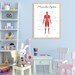 MUSCULAR SYSTEM • Montessori Poster • Montessori Educational ...