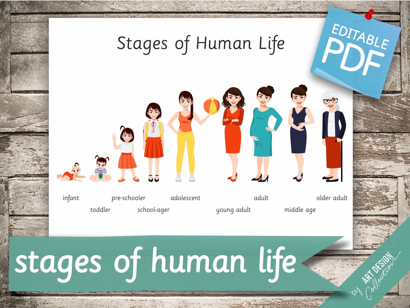 STAGES of HUMAN LIFE 22 Montessori Cards Flash Cards Nomenclature ...