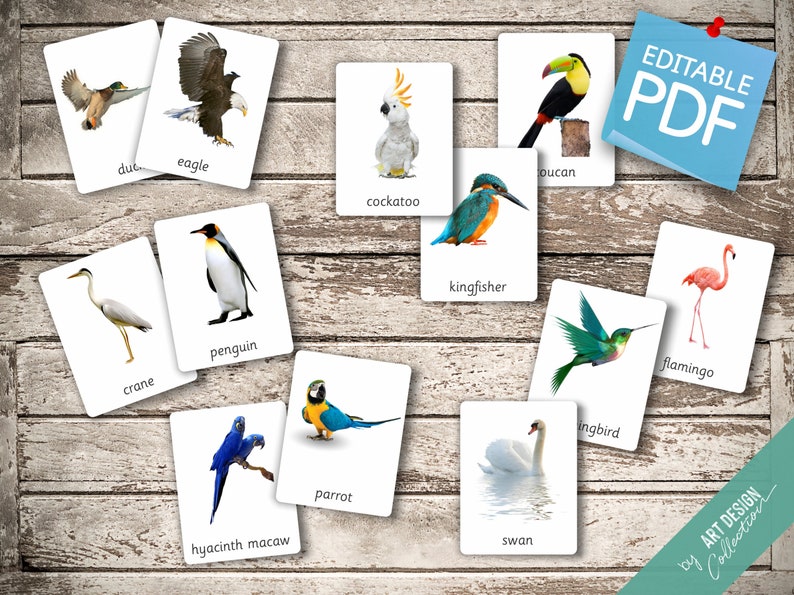 BIRDS (real Pictures) • 30 Montessori Cards • Flash Cards Nomenclature ...
