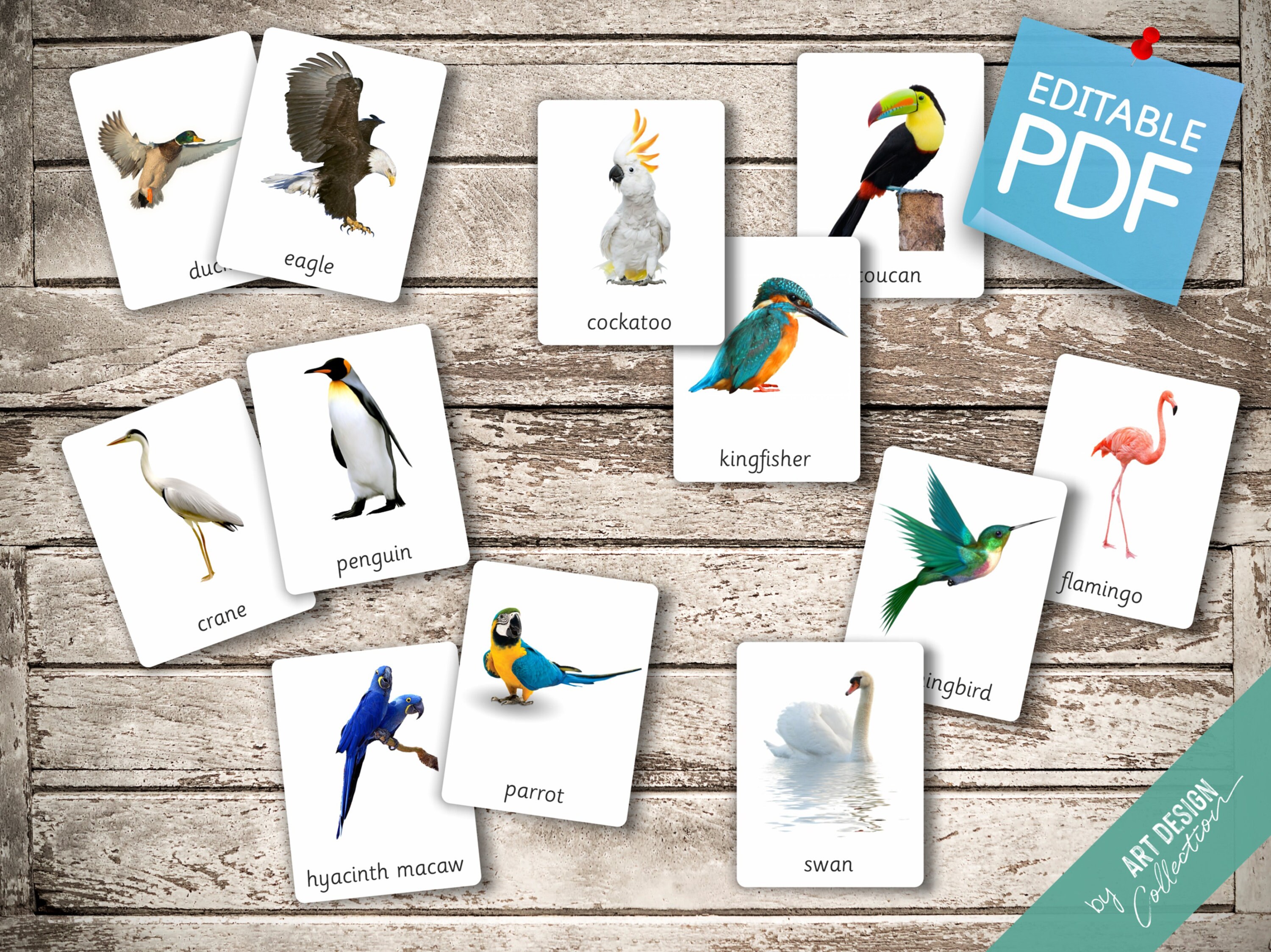 BIRDS real Pictures 30 Montessori Cards Flash Cards - Etsy