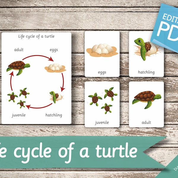 Nomenclature 3 Part Cards of a Turtle - Etsy