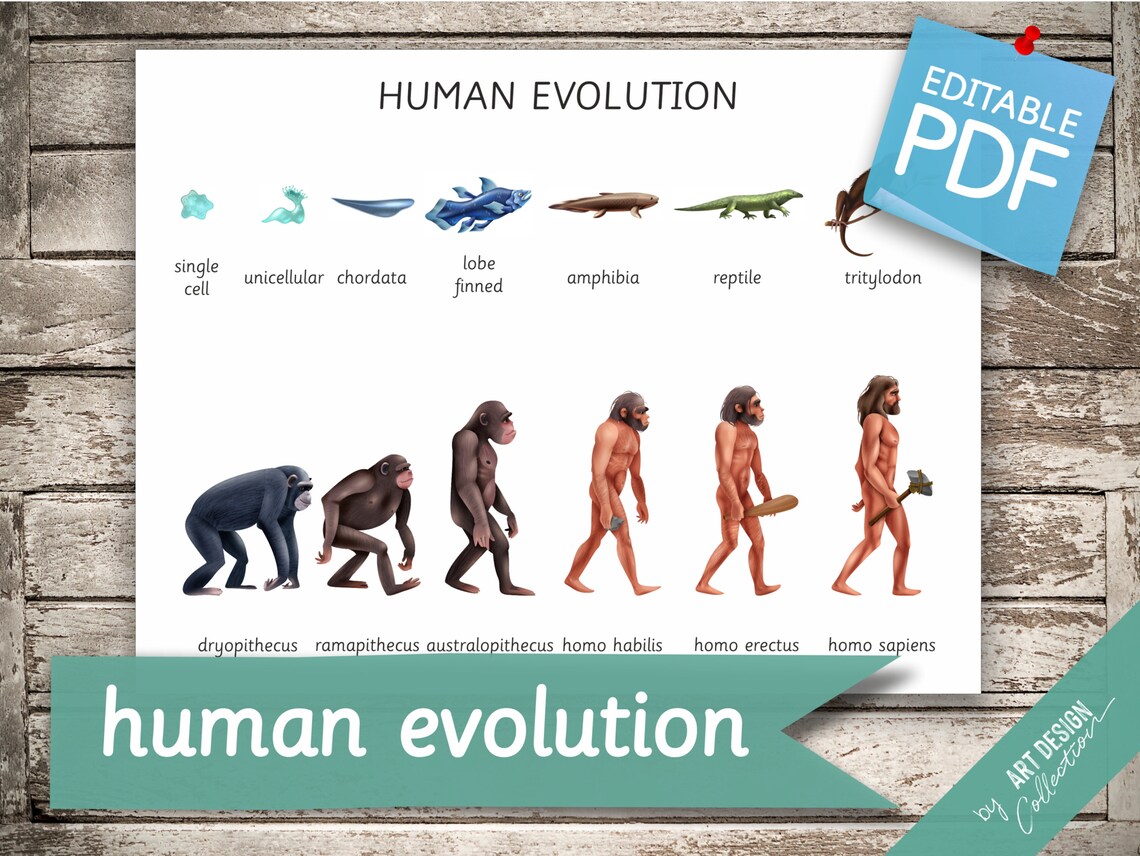 HUMAN EVOLUTION 15 Montessori Cards Flash Cards | Etsy
