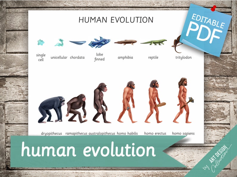 HUMAN EVOLUTION • 15 Montessori Cards • Flash Cards Nomenclature ...