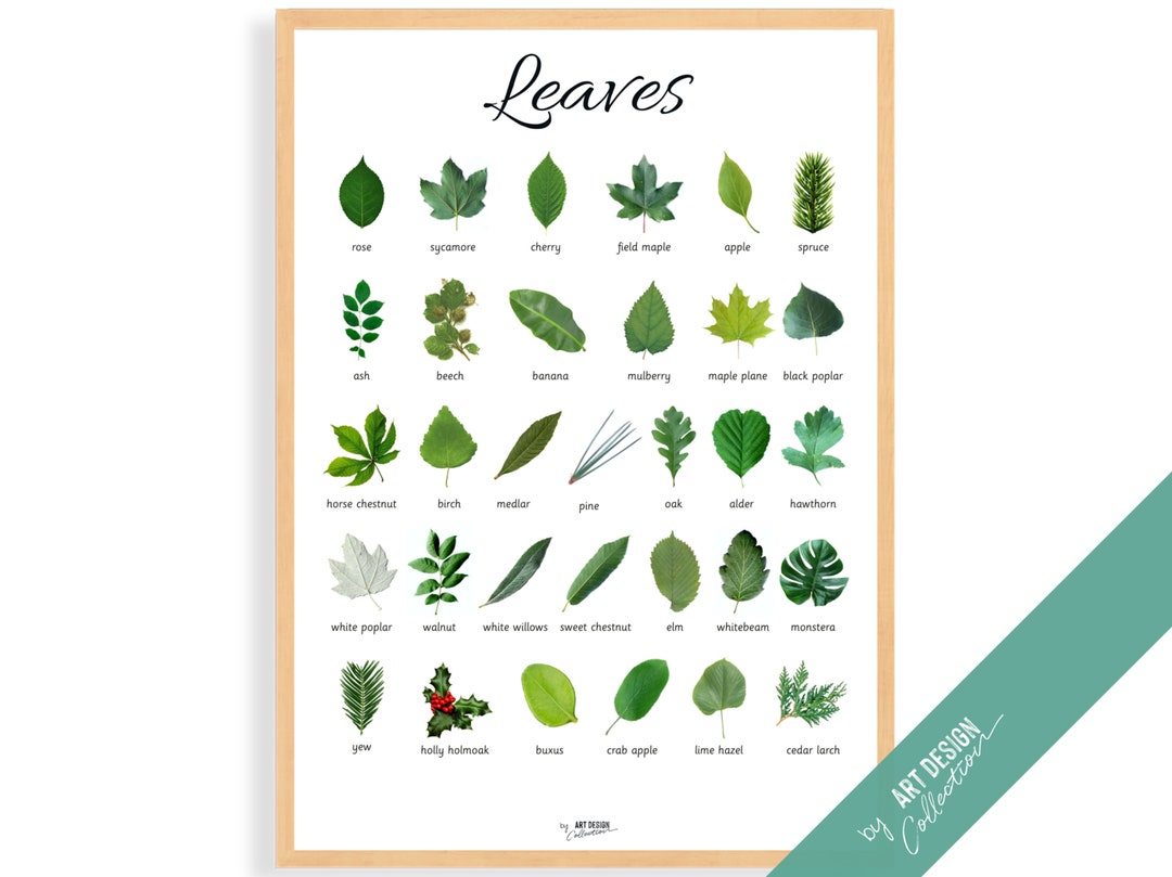 PLANT LEAVES POSTER Montessori Poster Montessori Educational ...